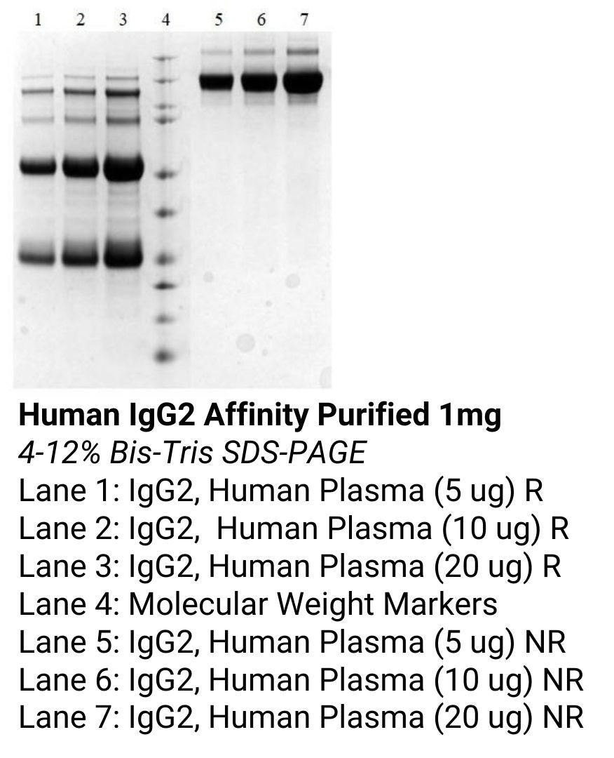 *Human IgG2 Affinity Purified – Innovative Research