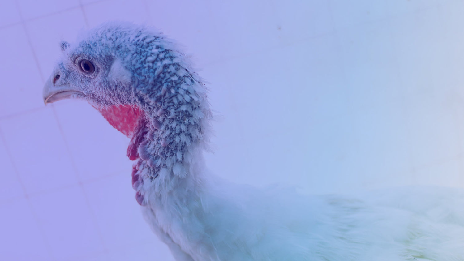 Thanksgiving in the Lab: Advancing Research with Turkey Biologicals ...