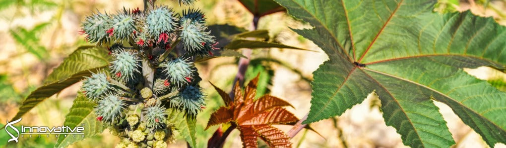 A Proof-of-Concept, Two-Tiered Approach for Ricin Detection Using Ambi ...