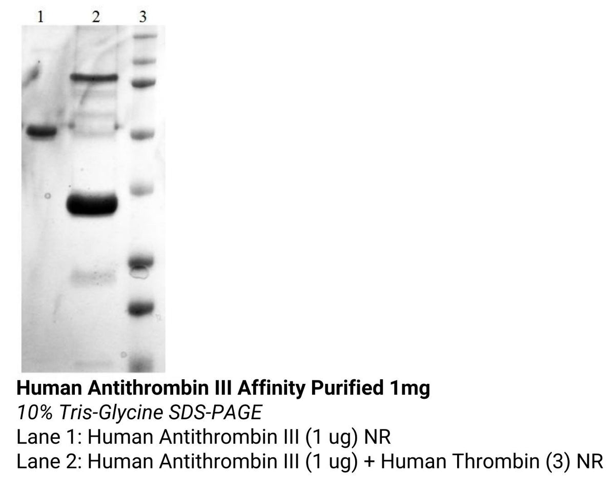 *Human Antithrombin III Affinity Purified – Innovative Research