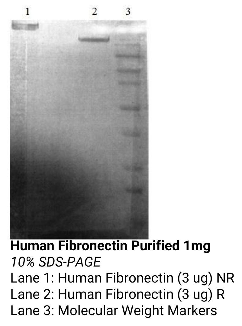*Human Fibronectin Purified – Innovative Research