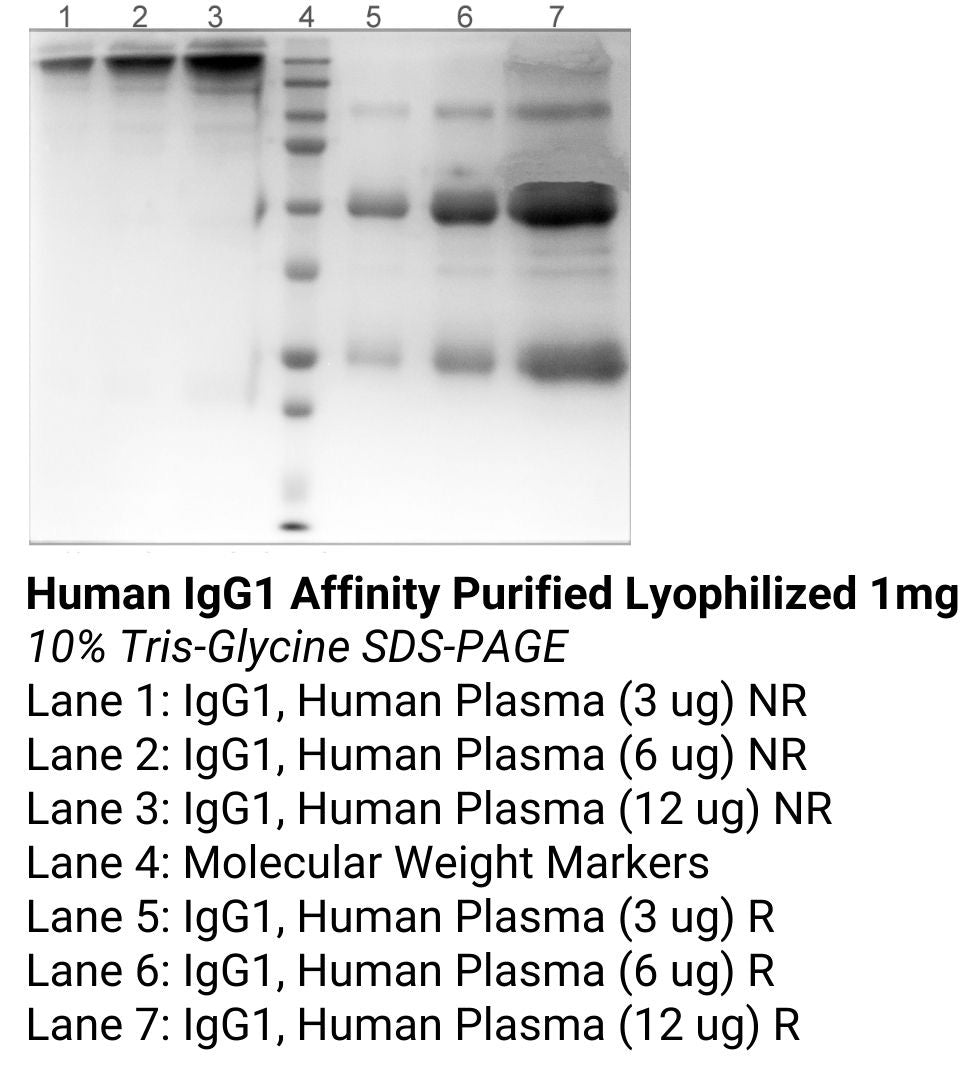 *Human IgG1 Affinity Purified Lyophilized – Innovative Research