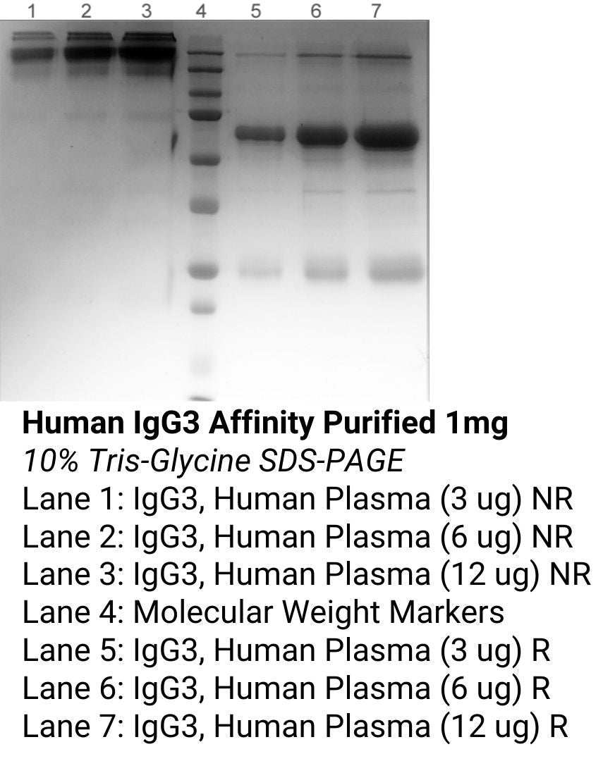 *Human IgG3 Affinity Purified – Innovative Research
