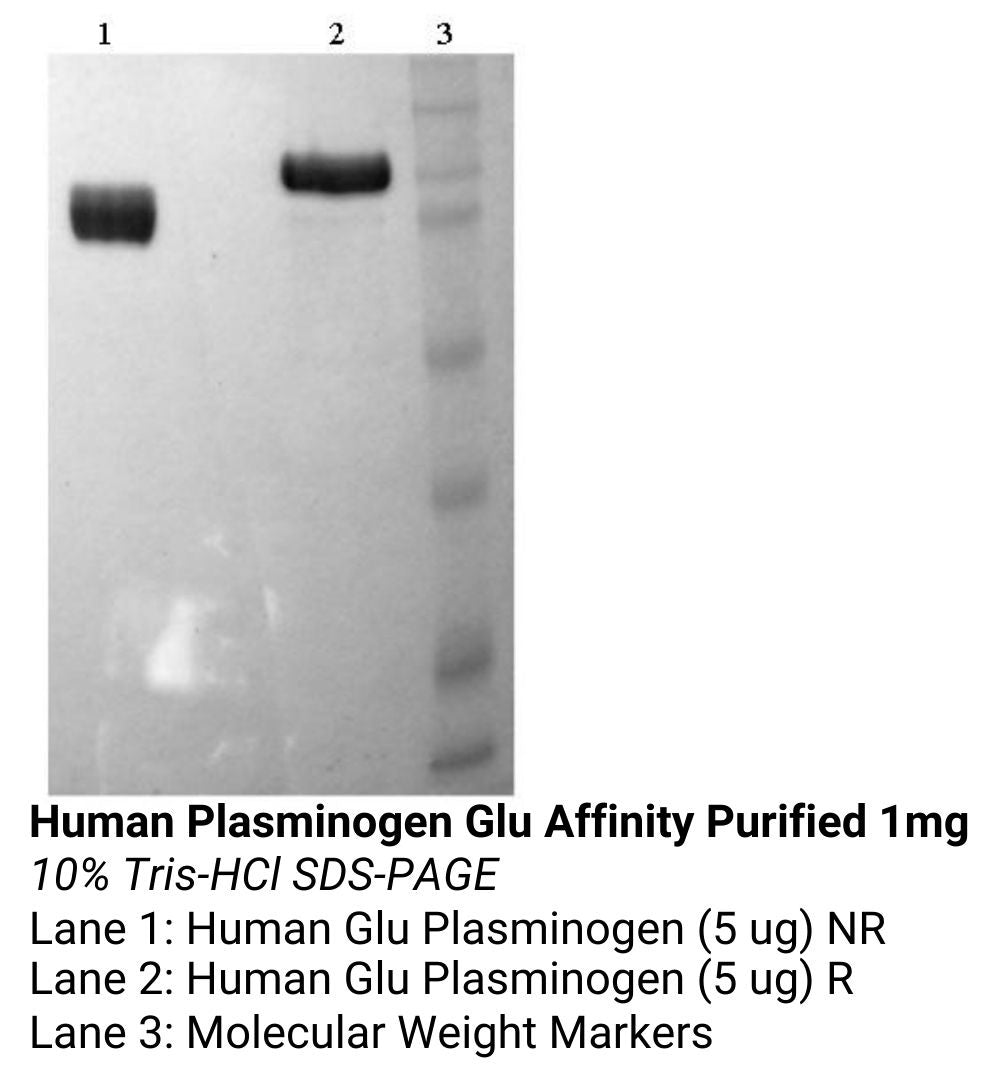Plasminogen