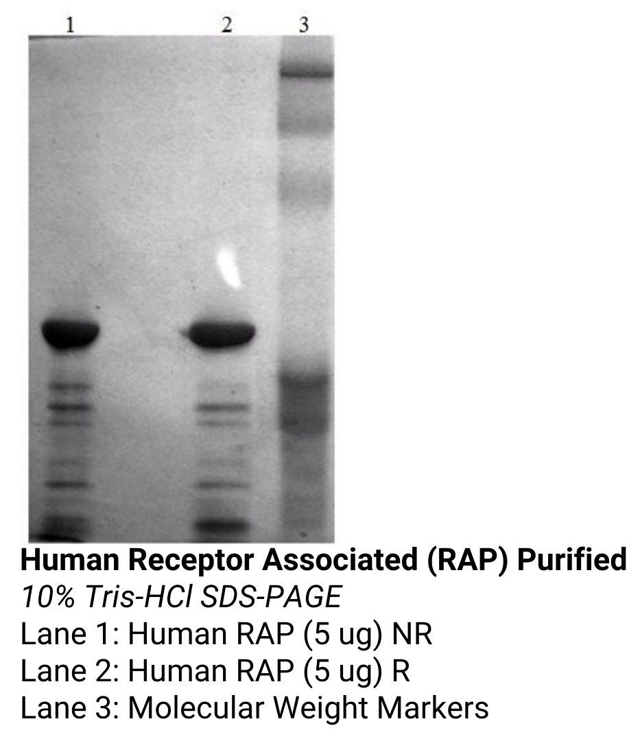 *Human Receptor Associated (RAP) Purified – Innovative Research