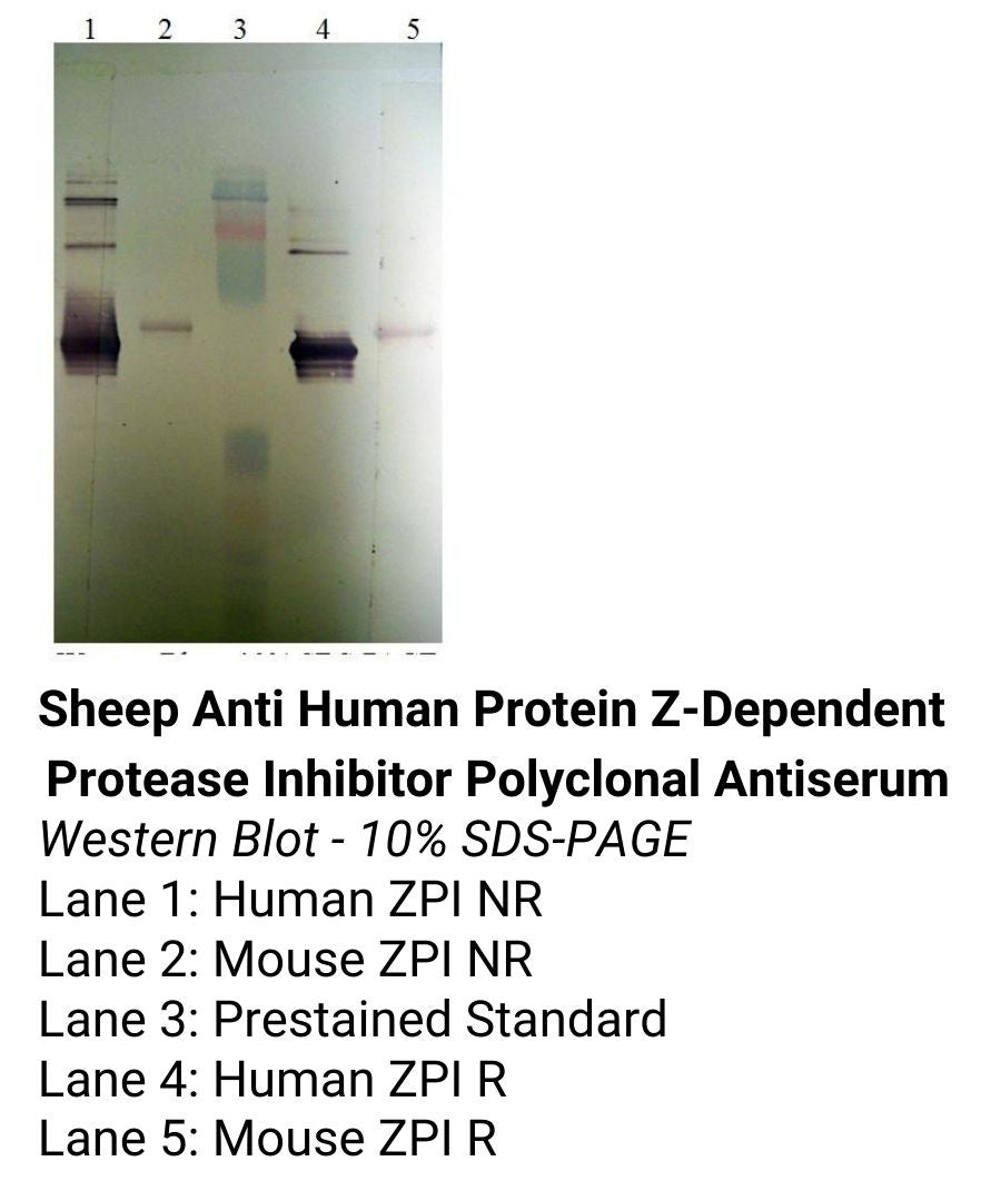 *Sheep Anti Human Protein Z-Dependent Protease Inhibitor Polyclonal An ...
