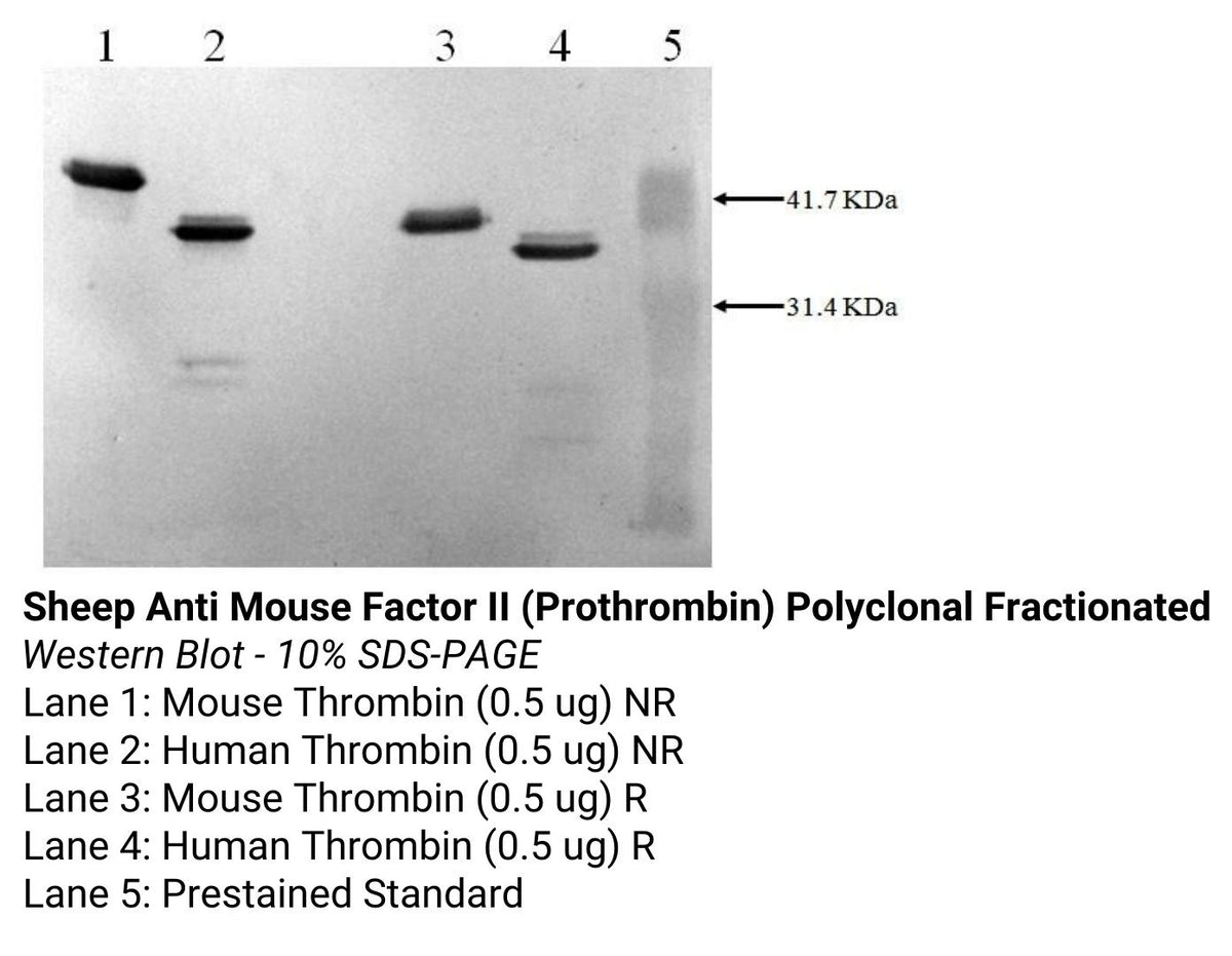 *Sheep Anti Mouse Factor II (Prothrombin) Polyclonal Fractionated ...